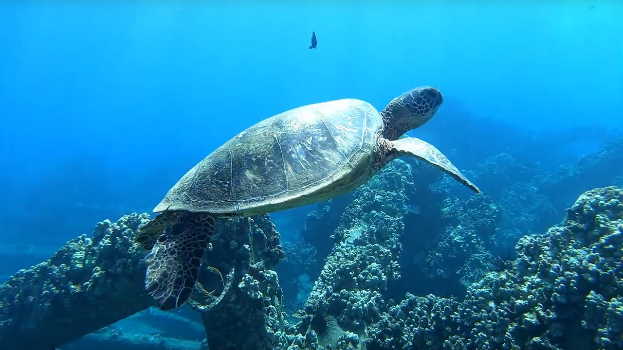 Mala Ramp (Maui) - Turtle Cleaning Station - YouTube