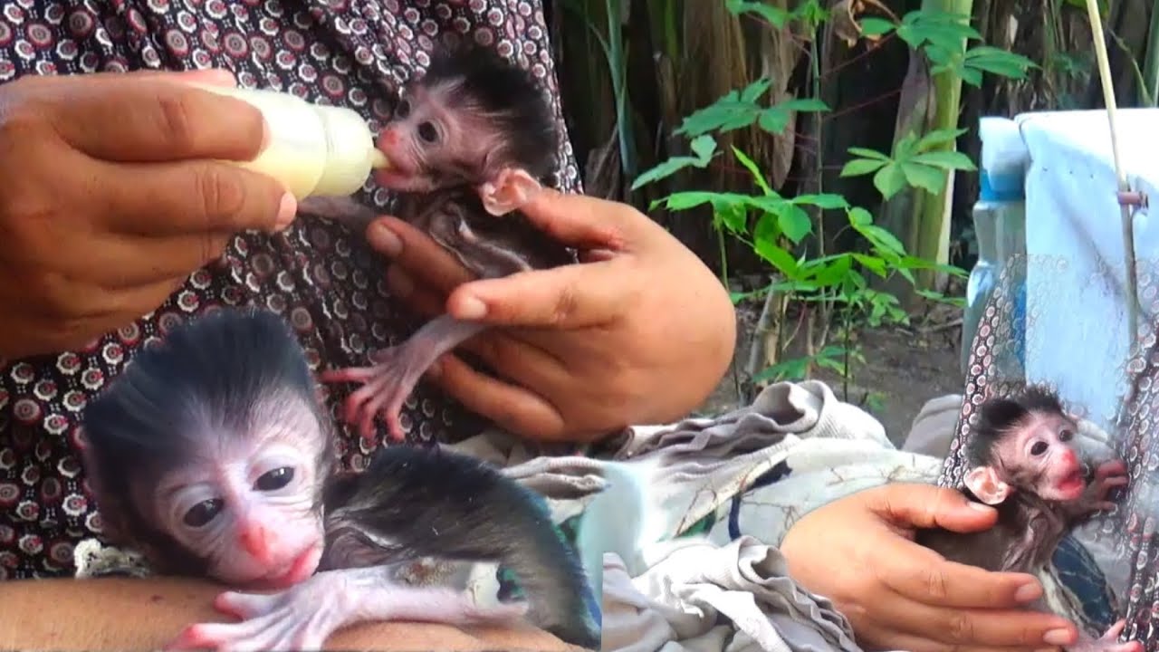 Healthy but always feeling the limp of newborn monkey nelly is very ...