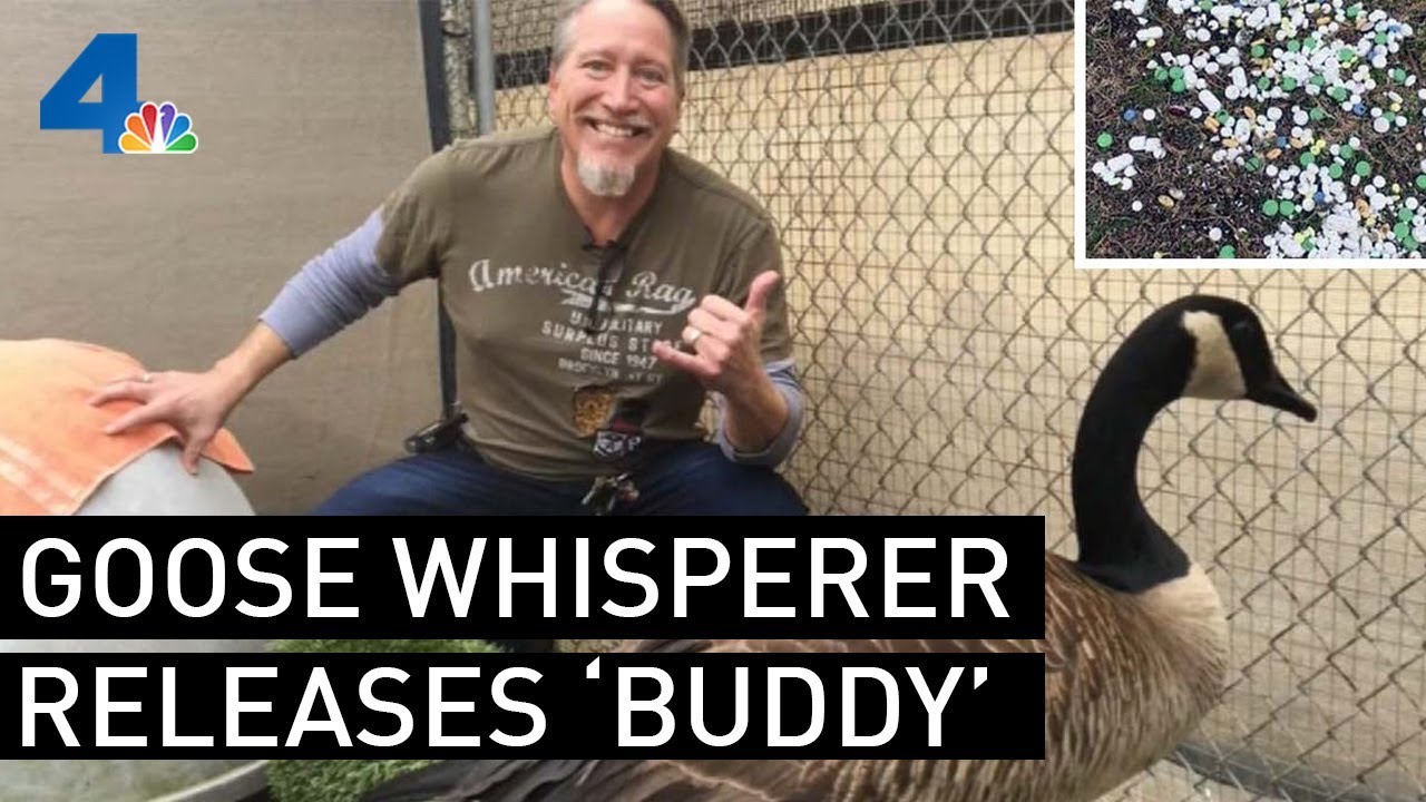 Goose Whisperer Releases Bird Poisoned by Cocktail of Pills - YouTube