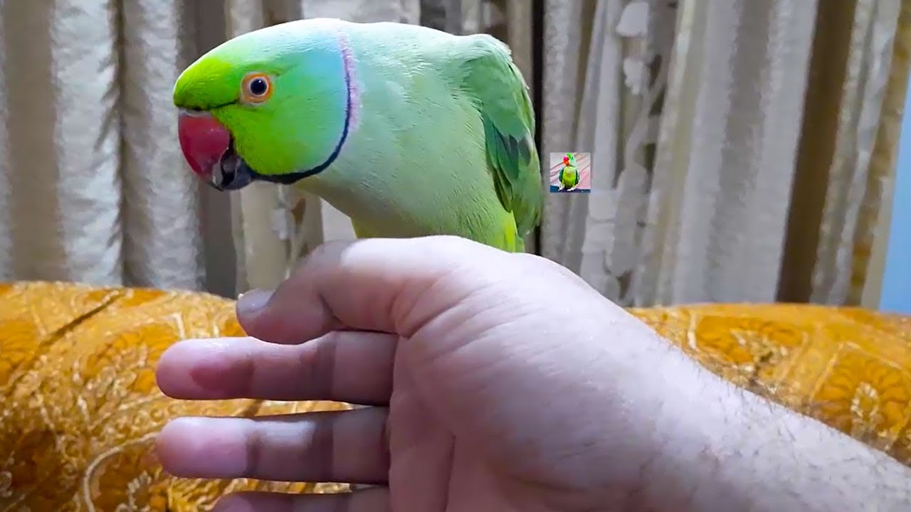Gorgeous Chatterbox Talking Parrot Speaking On My Hand - YouTube