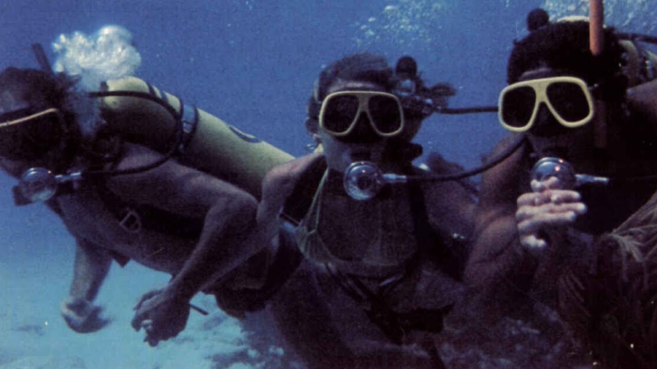 Tintorera - Alchetron, The Free Social Encyclopedia