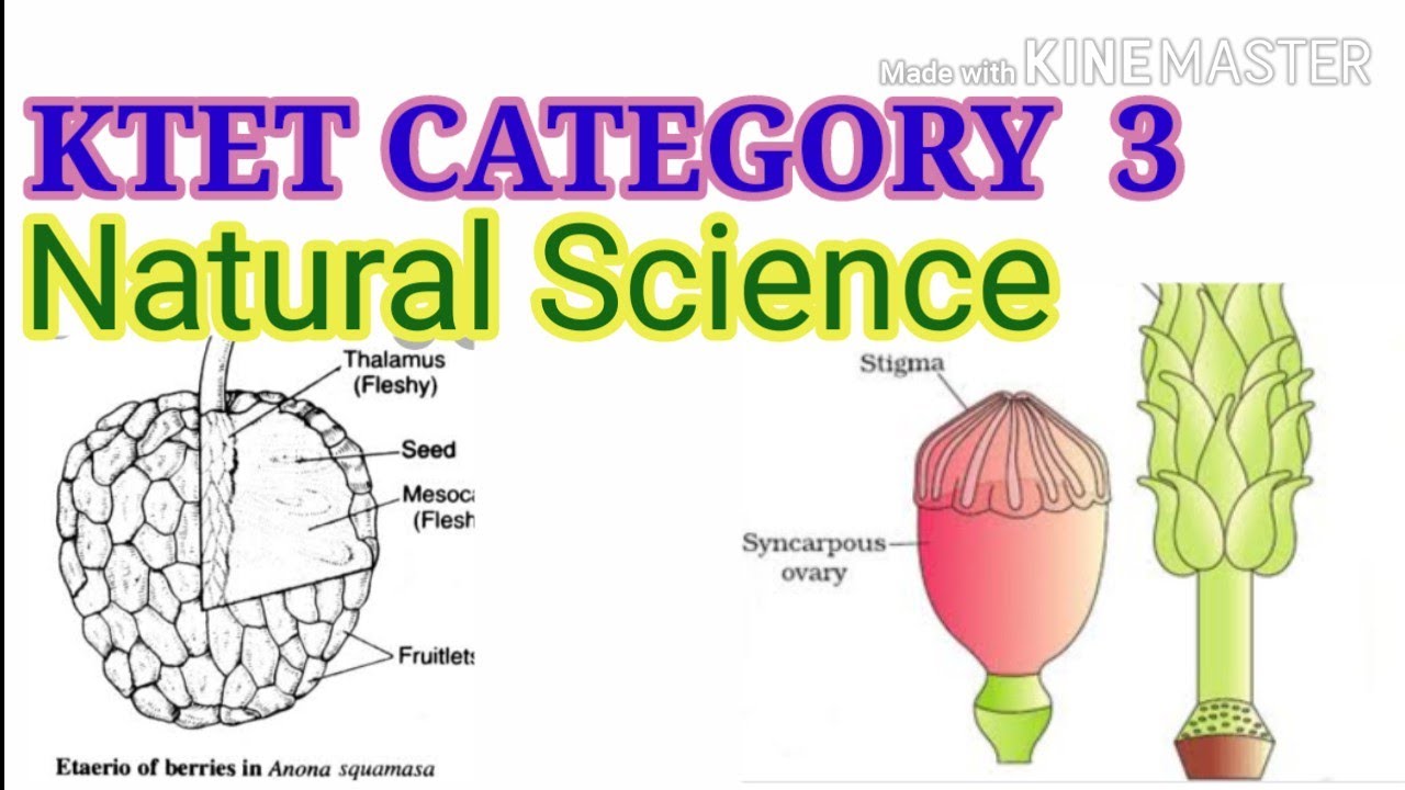 KTET Category 3 Natural Science YouTube ktet-category-3-natural-science-youtube