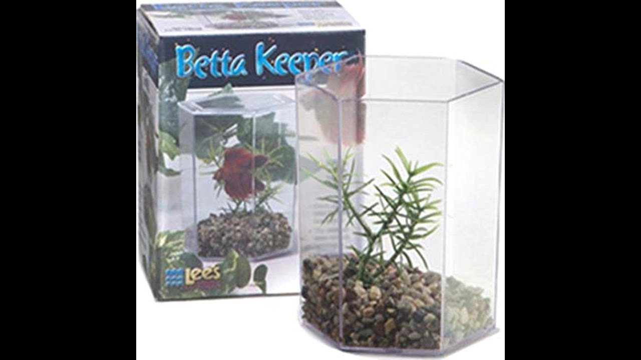 Lee's betta keeper unboxing/setup - YouTube