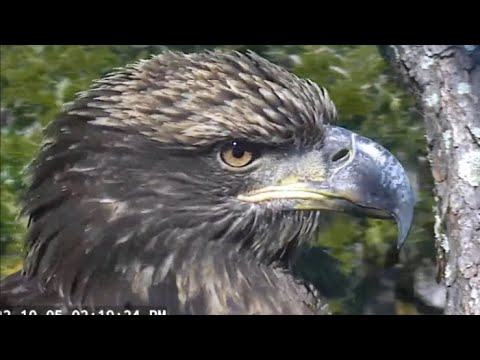 AEF NEFL ~ Beautiful Young Eagle Visits Samson & Gabrielle's Nest! Gorgeous Closeups! 10.5.22