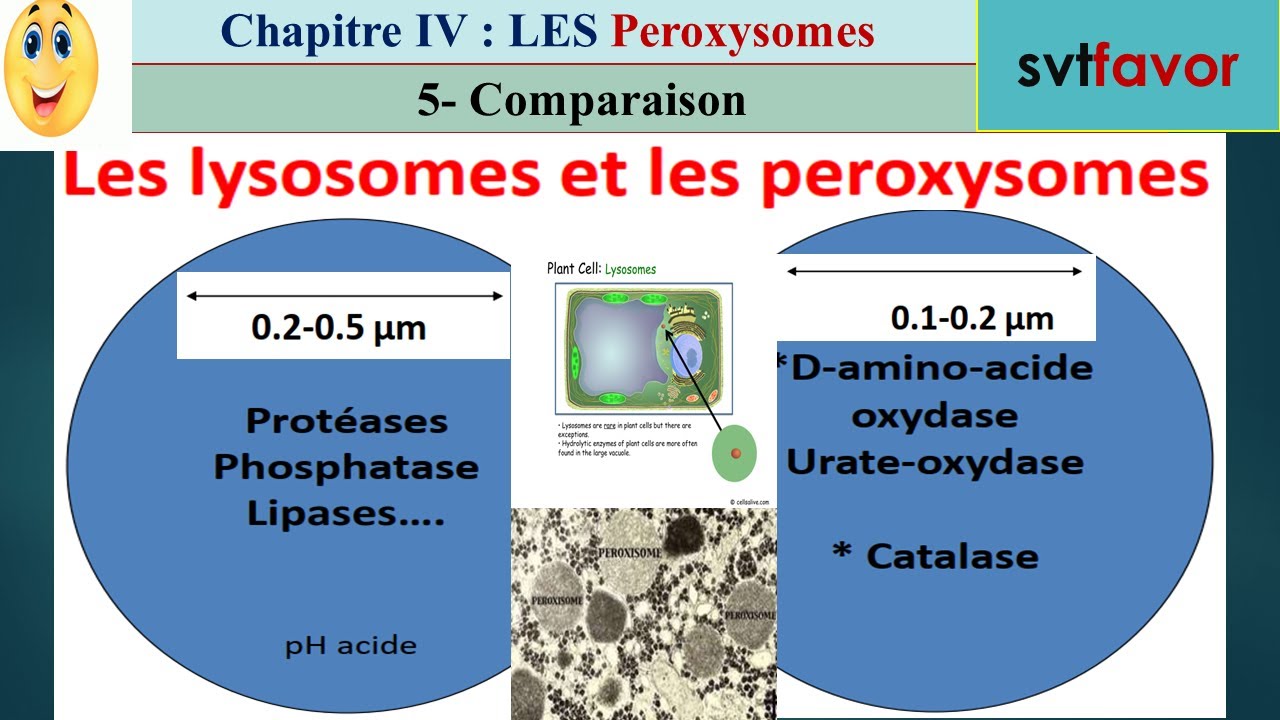 cours de biologie cellulaire s1 fssm svi 2023: les peroxysome et ...