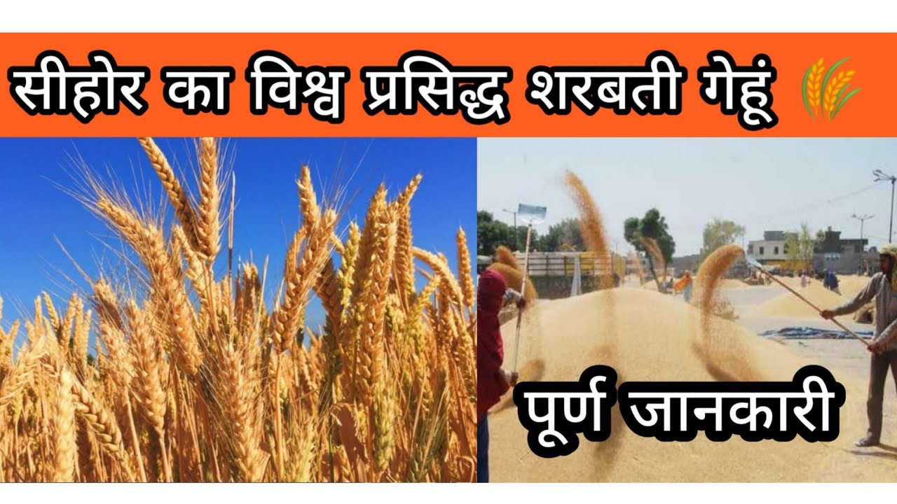 Sihore ka world famous sharbati gehu/सीहोर का विश्व प्रसिद्ध शरबती ...