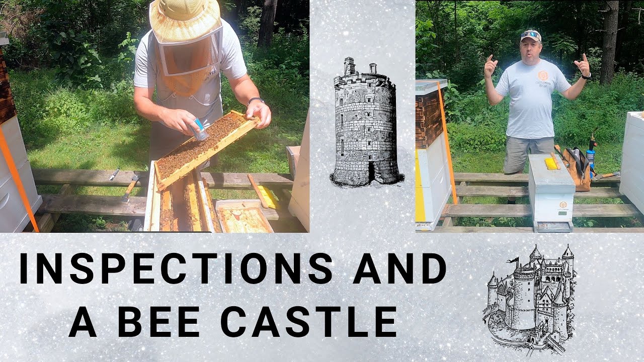 #beekeeping Hive Inspections and setting up the Bee Castle ! ! - YouTube