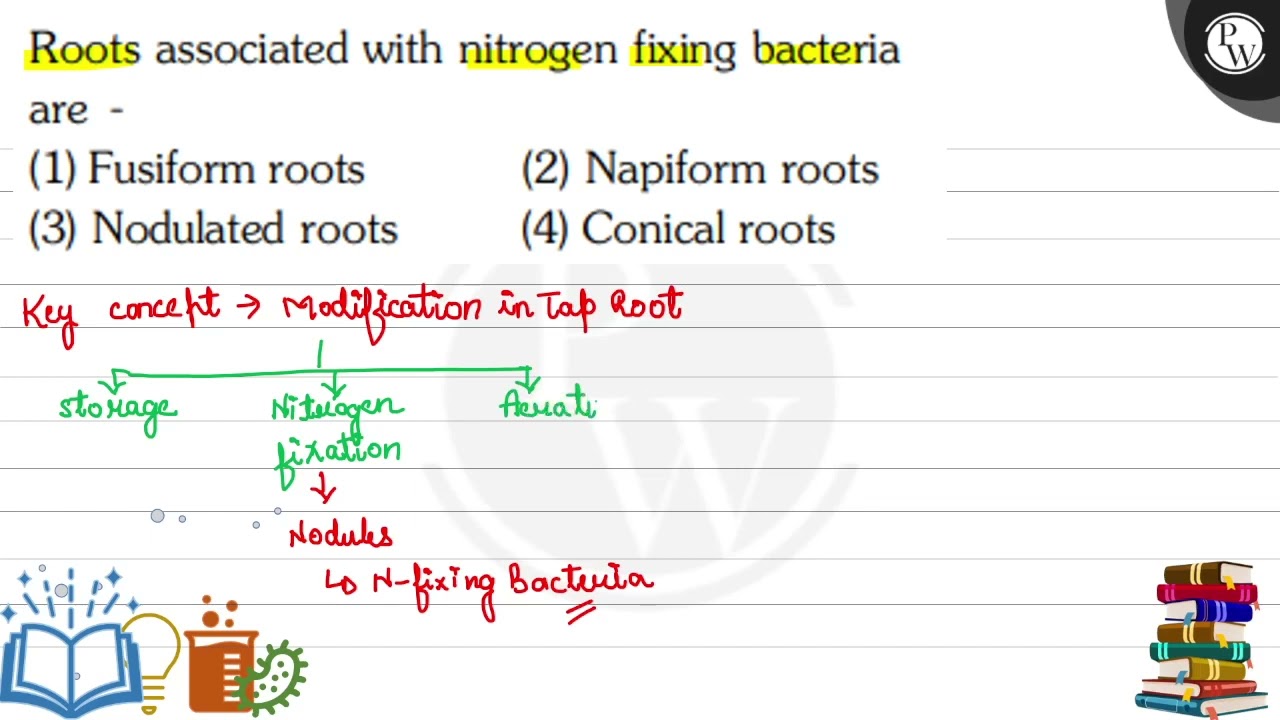 Fusiform Bacteria