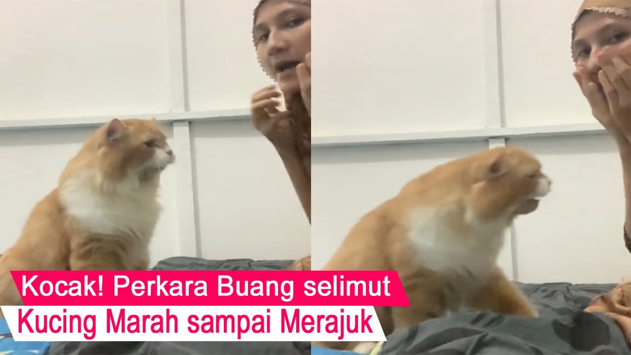 BIKIN NGAKAK/ kucing Marah Besar selimut kesayanganya Di buang Emak ...