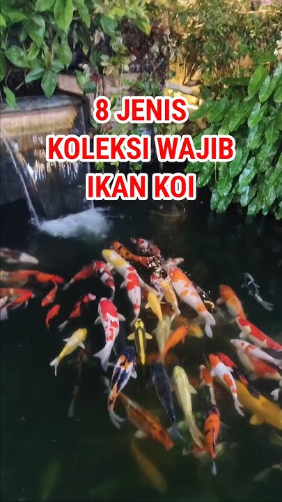Macam-macam jenis ikan koi #ikankoi #ikanhias #youtubeshorts #youtube #youtuber #youtubevideo ...
