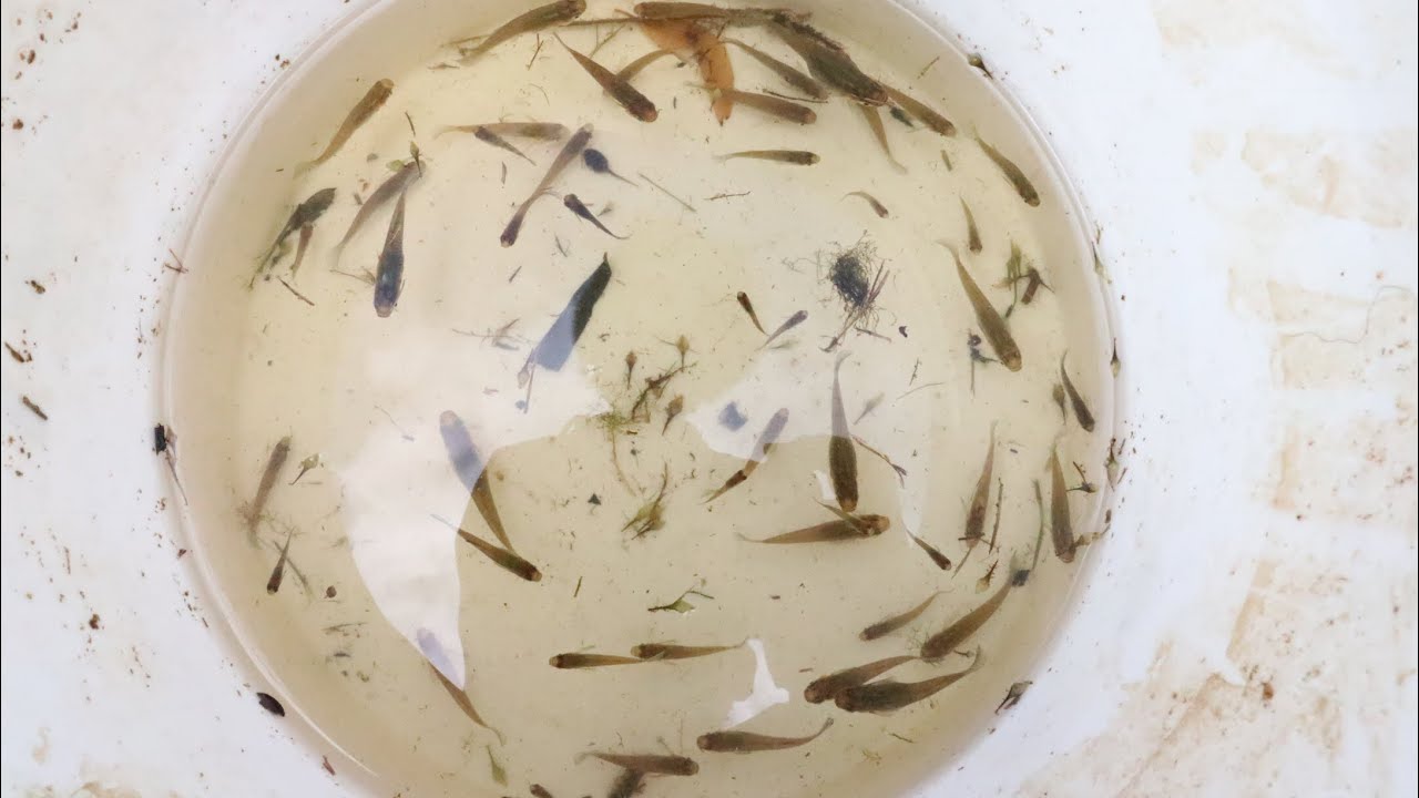 Stocking My pond With LOTS Of MINNOW'S - YouTube