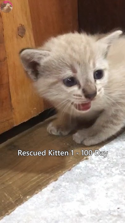 Timelapse Rescued Kitten Day 1 - Day 100 Cute😍😍 #kucing #kucinglucu #kitten #suaraanakkucing ...