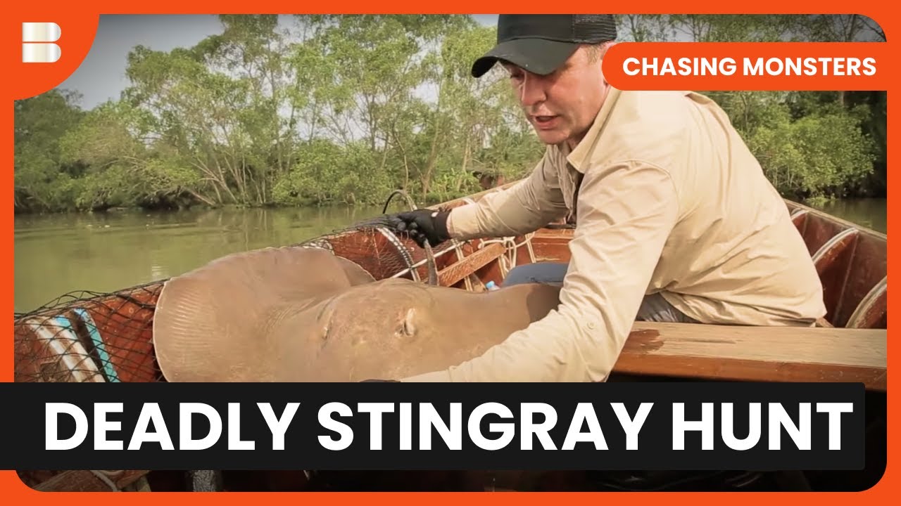 Venomous Stingray Encounter - Chasing Monsters - S02 EP08 - Nature ...