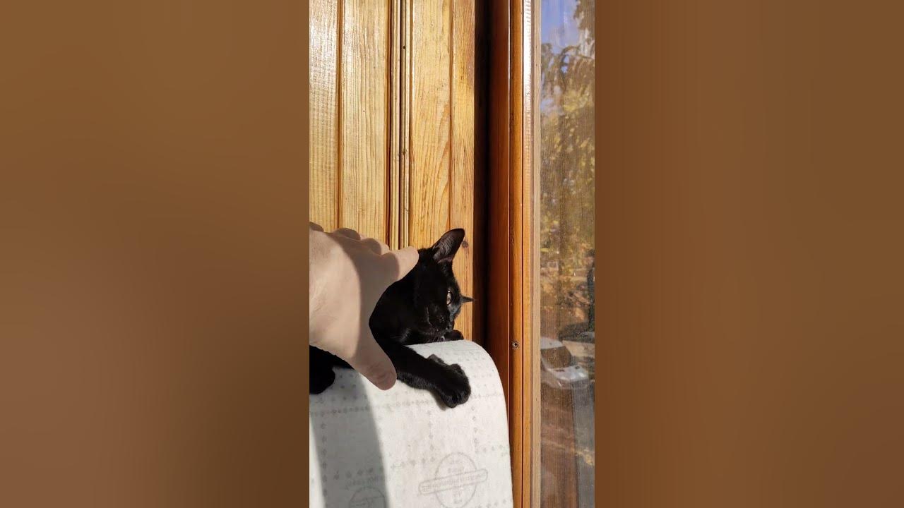 Кошечка и солнышко #оле7 #cat #cats #кот #кошка #котенок #кошечка # ...