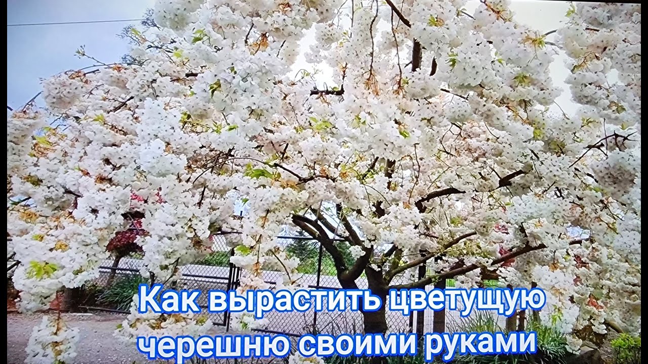 Как вырастить цветущую черешню своими руками - YouTube