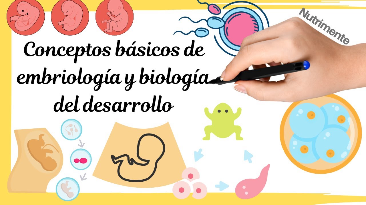 Conceptos básicos de EMBRIOLOGÍA y BIOLOGÍA DEL DESARROLLO - YouTube