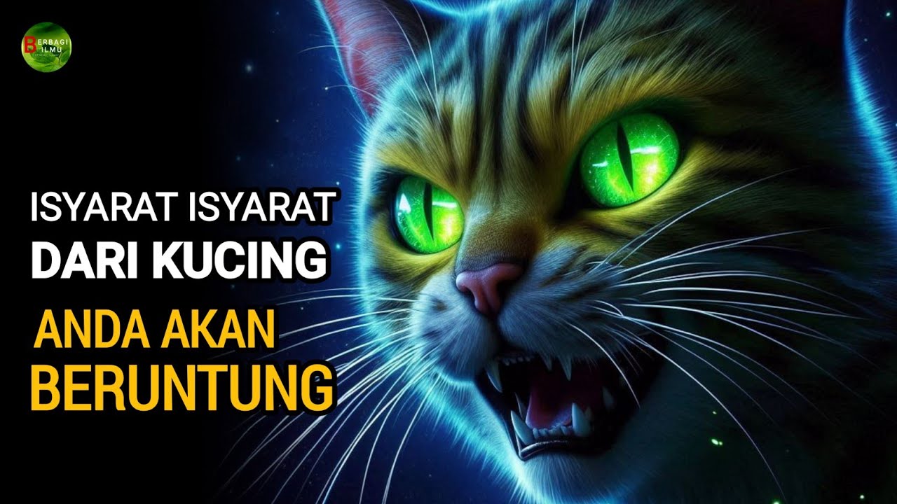 Inilah 12 Isyarat Dari Kucing Bahwa Anda Akan Kaya Perhatikan - YouTube