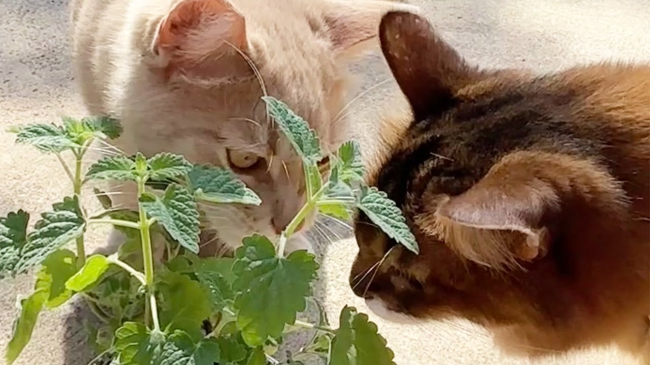 Outside Cat Goes Catnip Crazy! Does He Go Too Far? 🐈 🐈 #cats #catnip ...