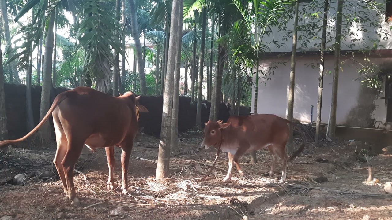 Cow and Bull Mating (Malnadgidda Breed Cow) - YouTube