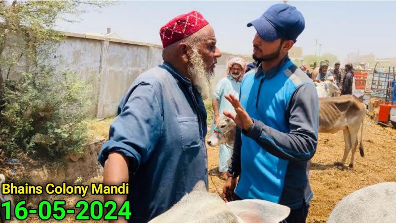 Bhains Colony Mandi Karachi Cattle Update 16-05-2024 | Soda Kr K Phas ...