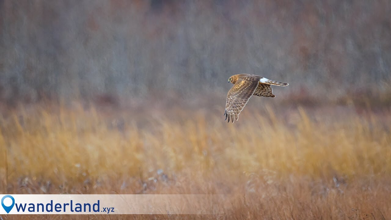 Bird Hunting With the Canon RF 200-800mm! - YouTube