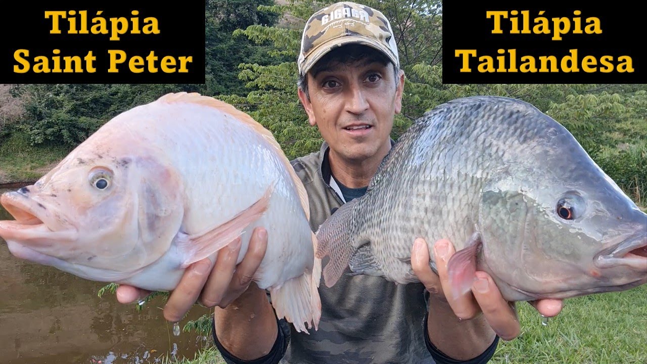 Tilápia tailandesa x Tilápia Saint Peter!! Vamos Comparar!! - YouTube