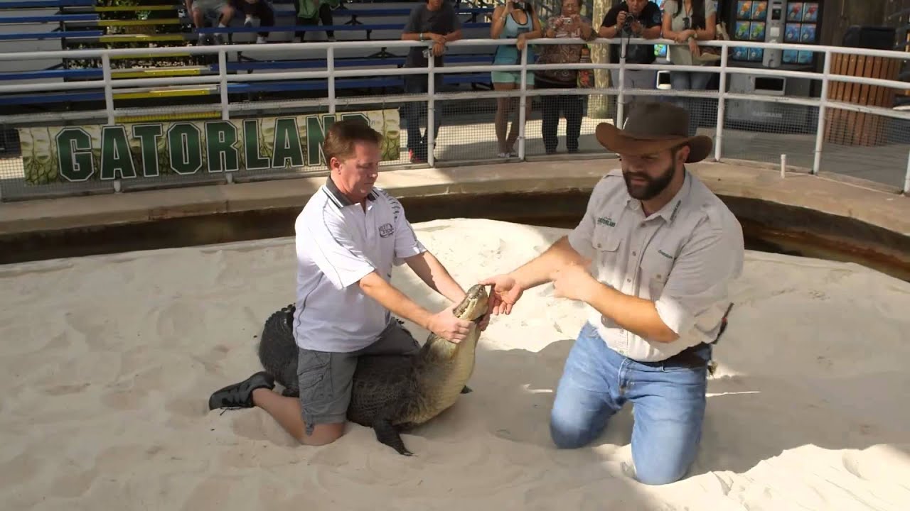 Next Stop: Orlando - Wrestling Alligators at Gatorland - YouTube