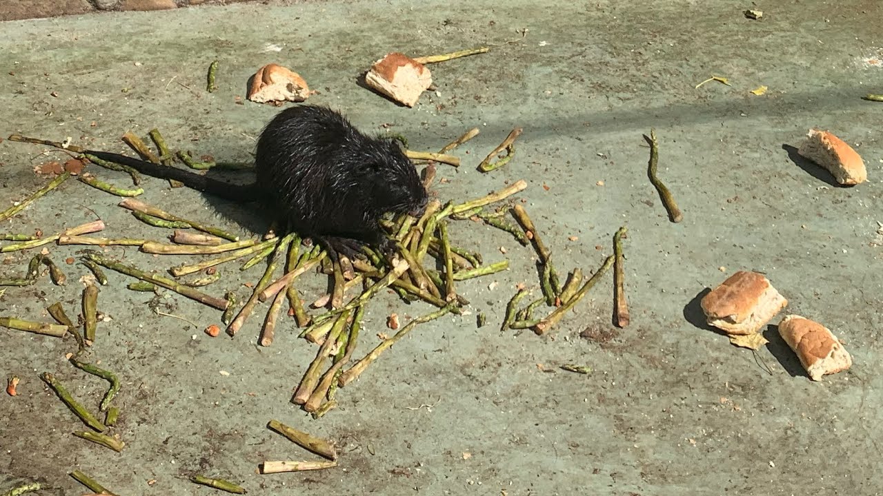 Nutria. What do nutria rats like to eat - YouTube