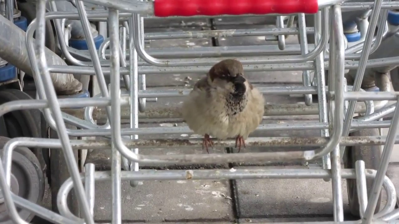 Vrabiuta din Mr.3 - YouTube