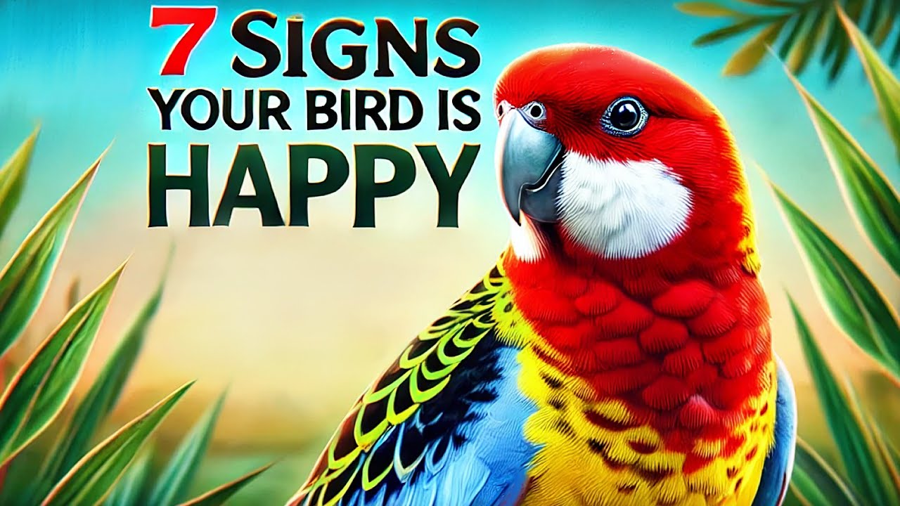 7 Signs Your Bird Is Happy - YouTube