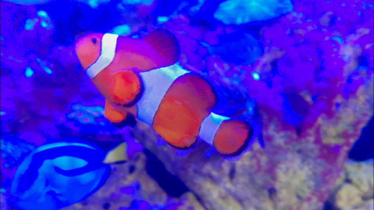 Beautiful Blue Tang fish, Yellow Tang fish rosy scales fish, fire fish ...