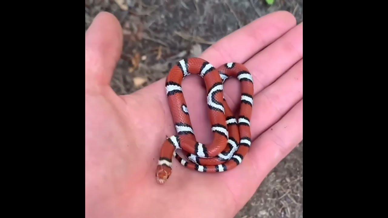 सांप काट ले तो ये गलती कभी मत करना | How To Survive A Snake Bite? | # ...