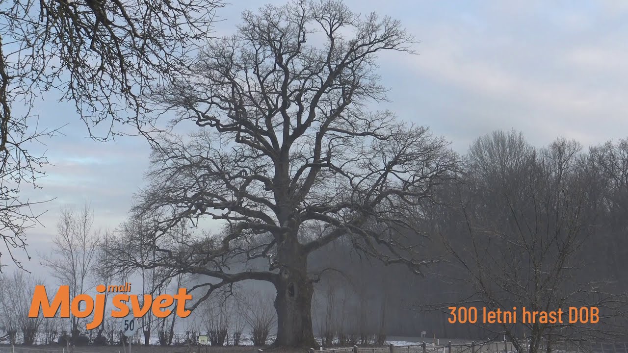 Revija Moj mali svet predstavlja: 300-letni hrast DOB - YouTube