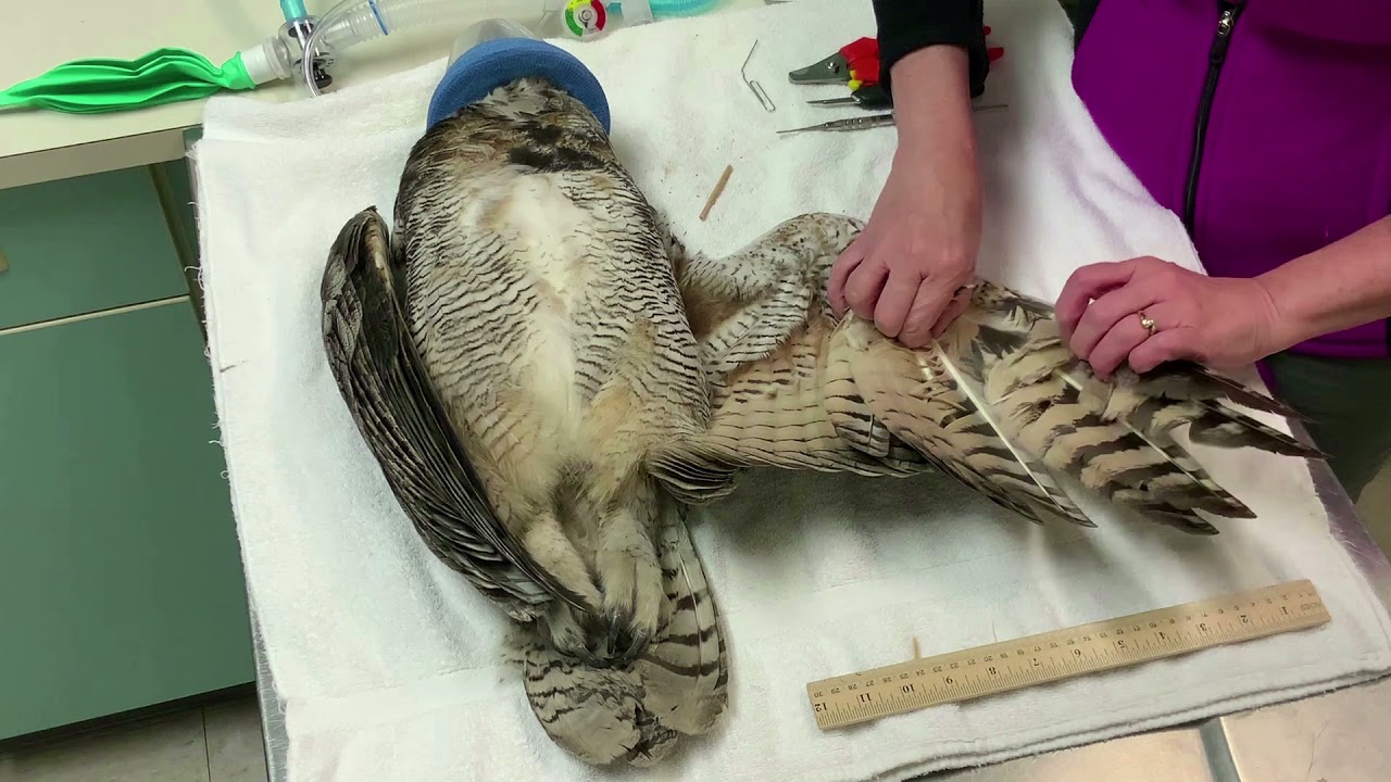 The process of imping, a technique to replace damaged feathers on a ...