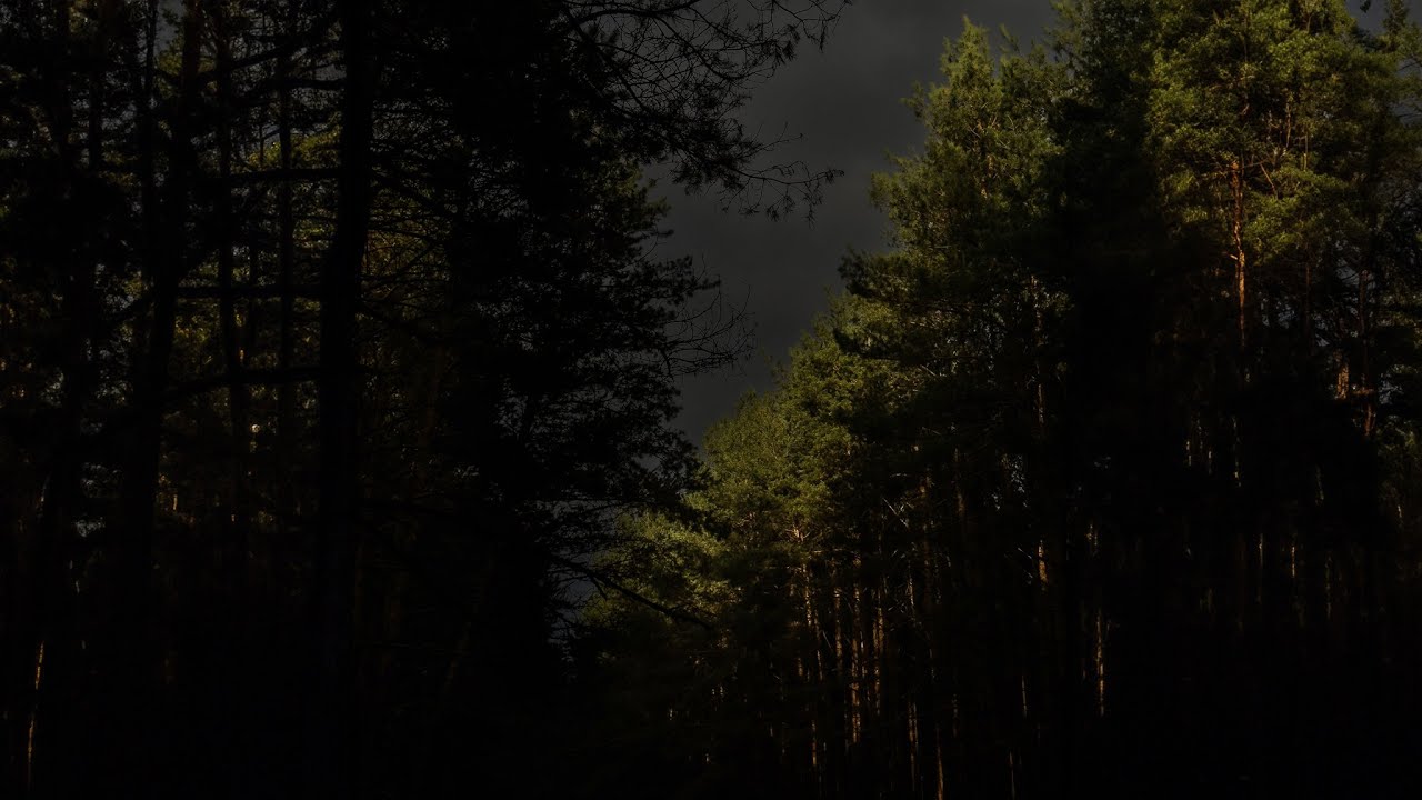 Dark Forest Thunderstorm | Approaching from a Distance | Calm Before ...