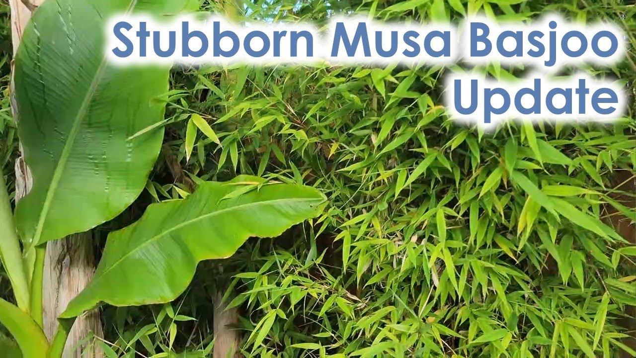 Musa Basjoo Cold Hardy Banana Plant Growing Through Raised Bed Near ...