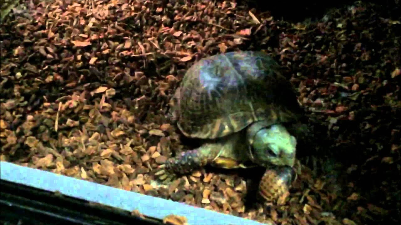 Box Turtles Eating Dubia Roaches! - YouTube