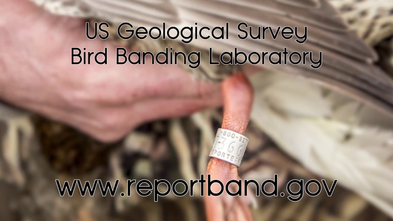 Bird Bands - YouTube