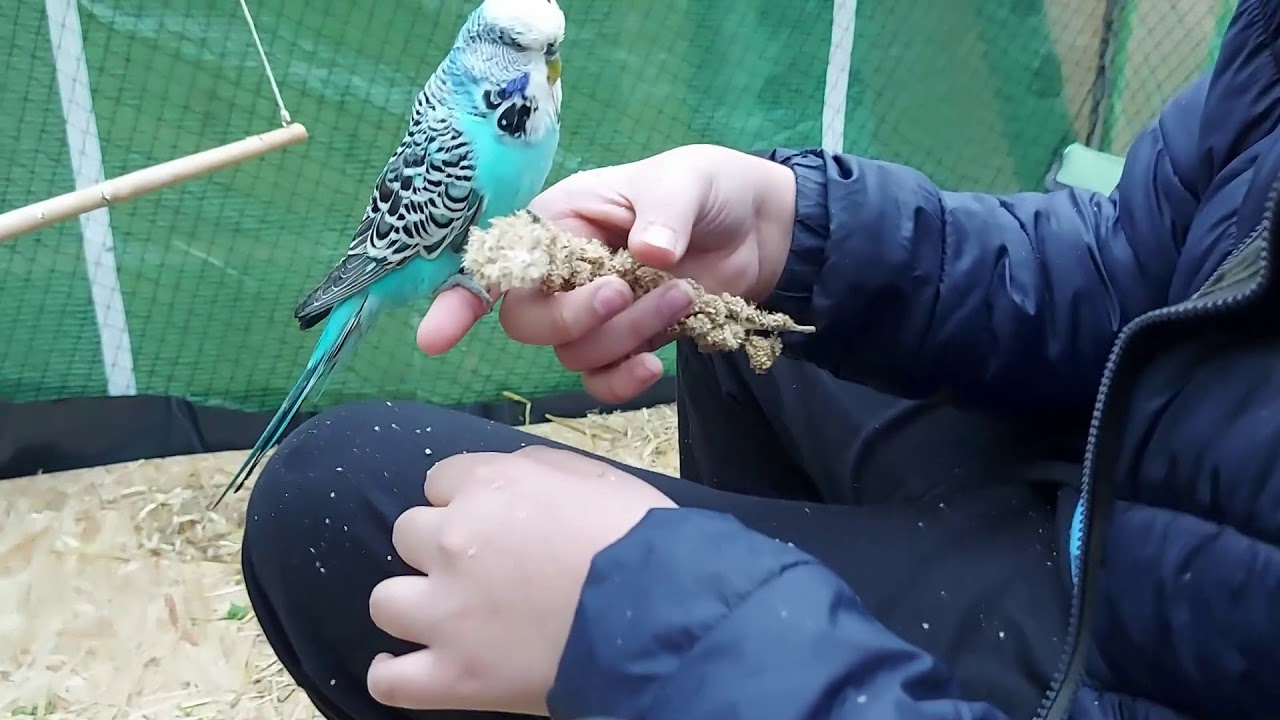 How to tame your budgie by Mr Budgie and family. - YouTube