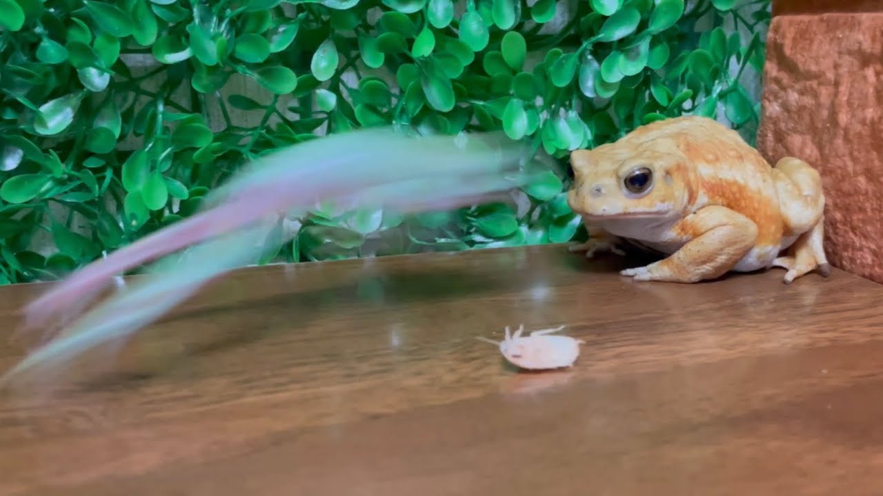 Frog missile! A terrifying weapon ... [Frog and toad] Australian green ...