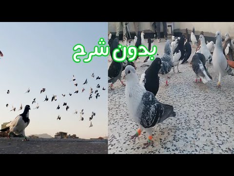 Best flying pigeons Kabul Afghanistan part 2 - YouTube