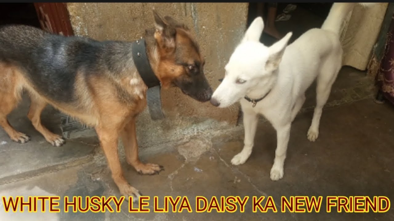 White husky dog vs German shepherd dog White husky Le Liya daisy ka new friend - YouTube
