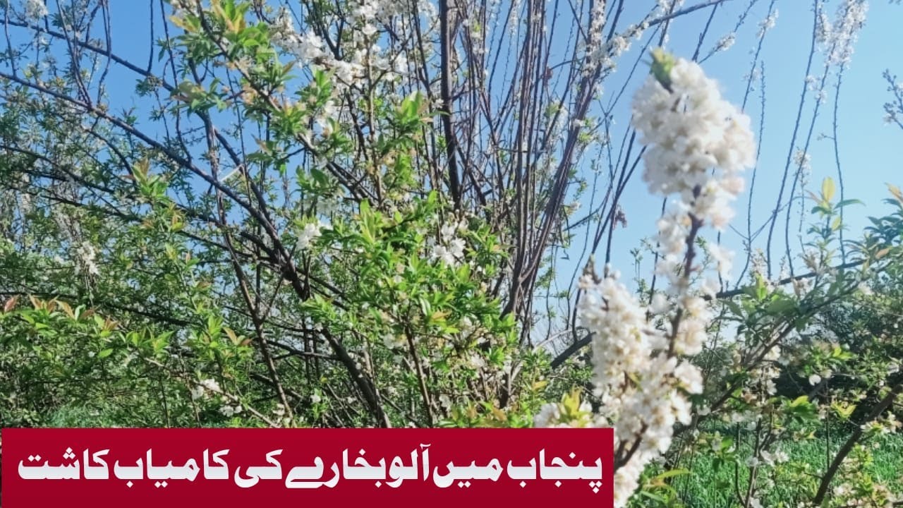 Plum Farming in Punjab | Successful Farming in Punjab | Plum Fruit ...