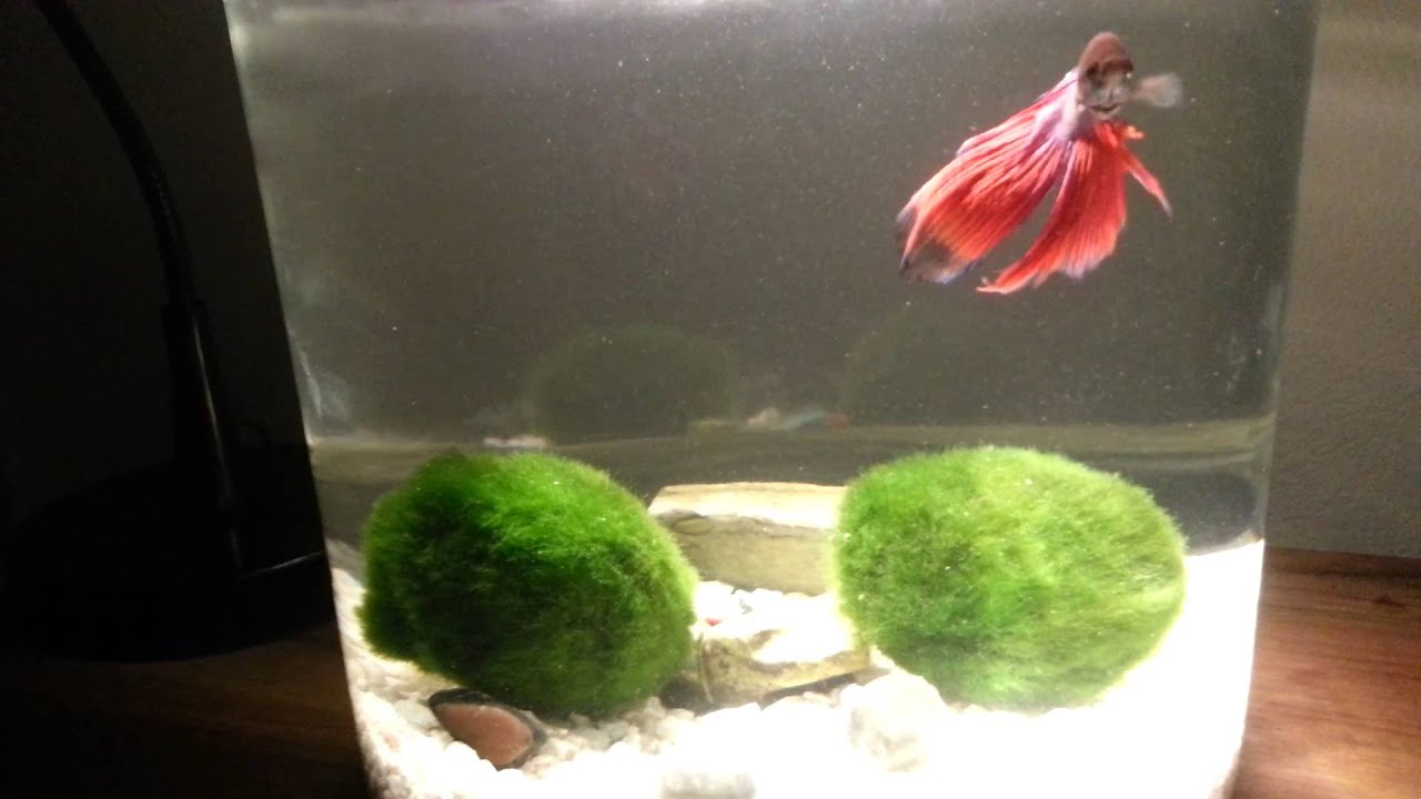marimo and betta - YouTube