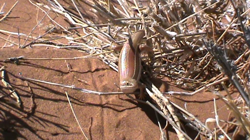 Western three striped SKink Sossusvlei Namibia - YouTube