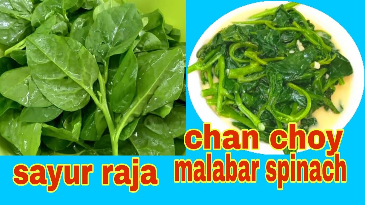 MASAK SAYUR BAYAM MALABAR ENAK & SIMPLE || RESEP SAYUR RAJA || TUMIS ...