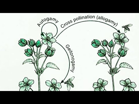 pollination | परागण | self & cross pollination | autogamy | Geitonogamy ...