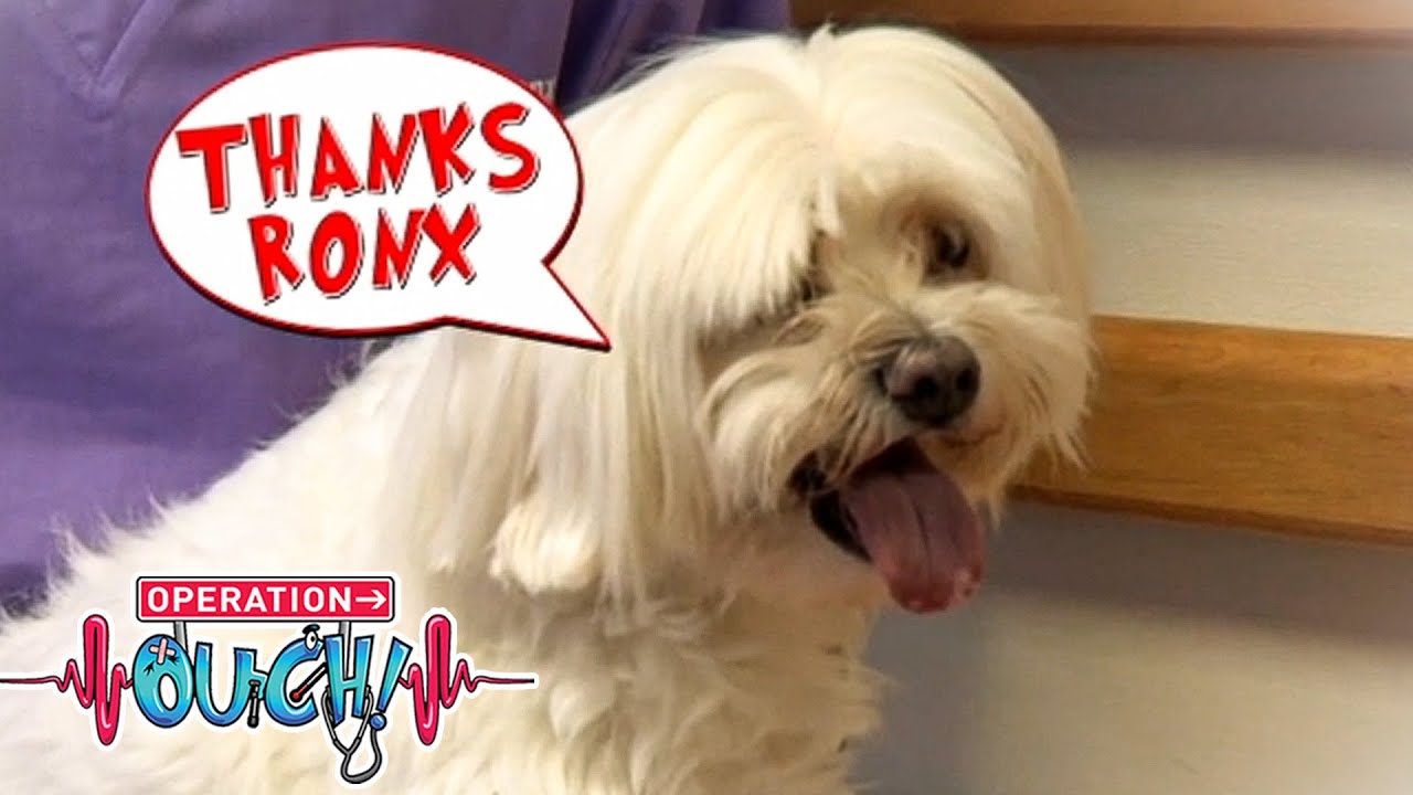 Pet First Aid! 🐾 - #Animals | Science for Kids | Operation Ouch - YouTube