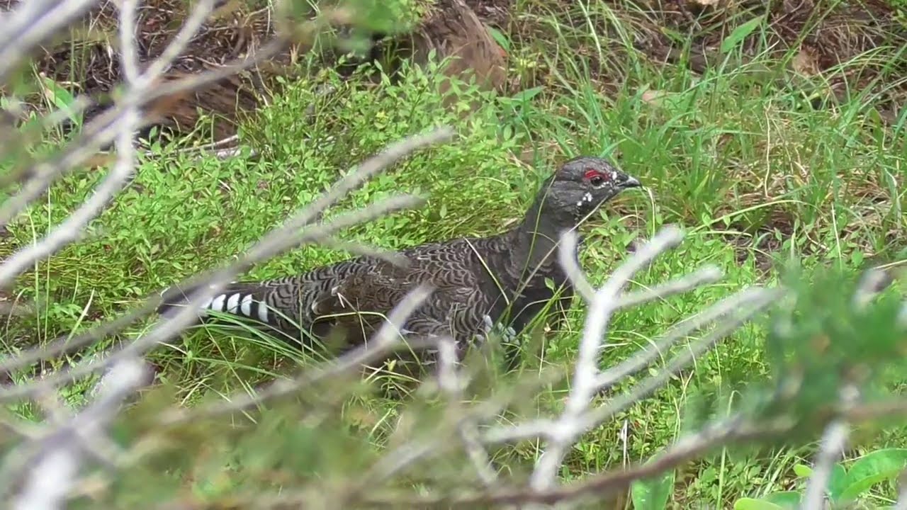 Idaho Mountain Life Spruce Grouse & Grouse Berries - YouTube