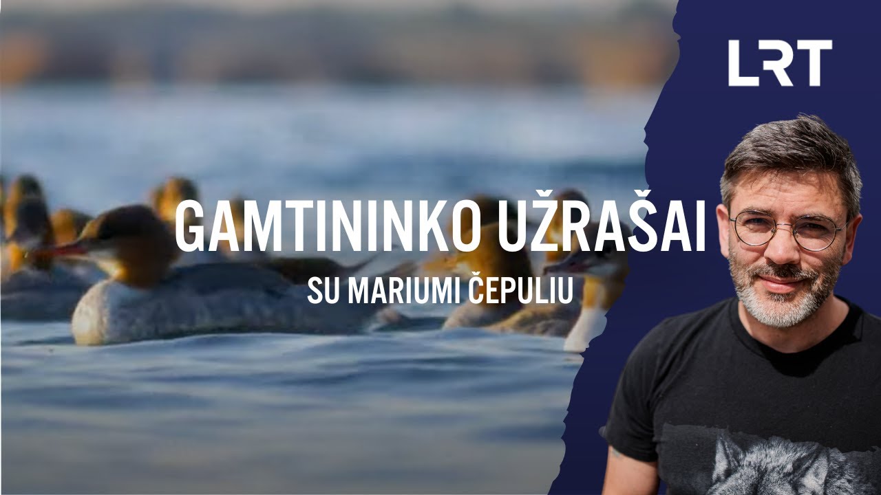 Gamtininko užrašai. Svajonės pamatyti iš medžių krentančius ančiukus ...